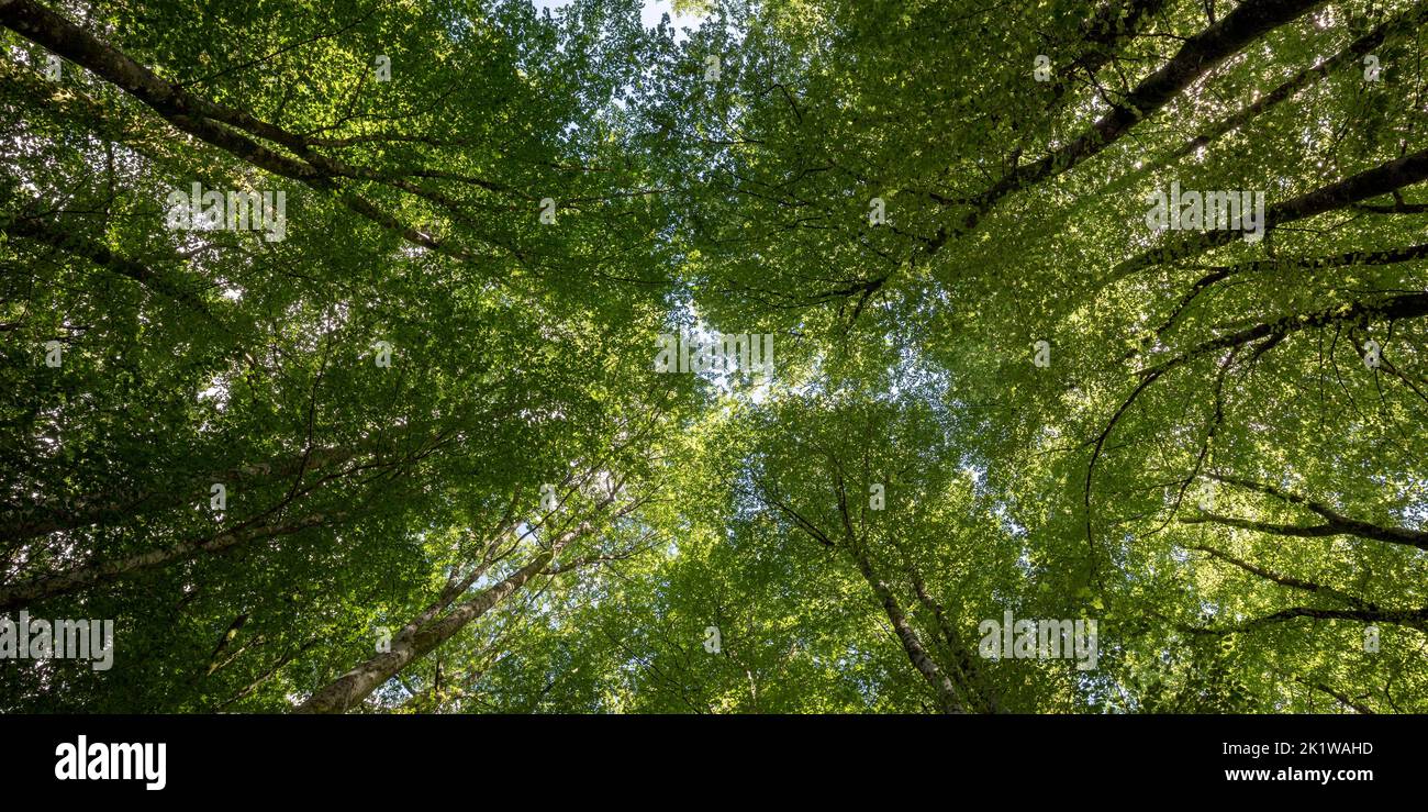 A beautiful low angle shot of tall trees with vibrant green leaves ...