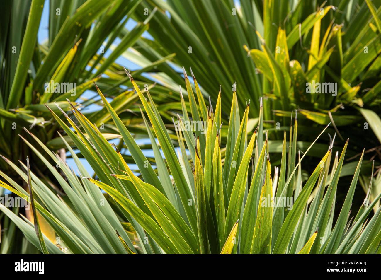 Flax leaves hi-res stock photography and images - Alamy