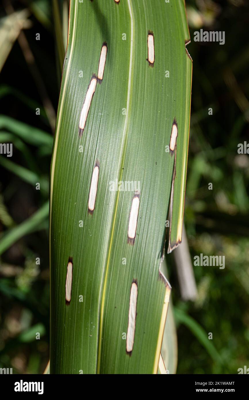 Flax leaves hi-res stock photography and images - Alamy