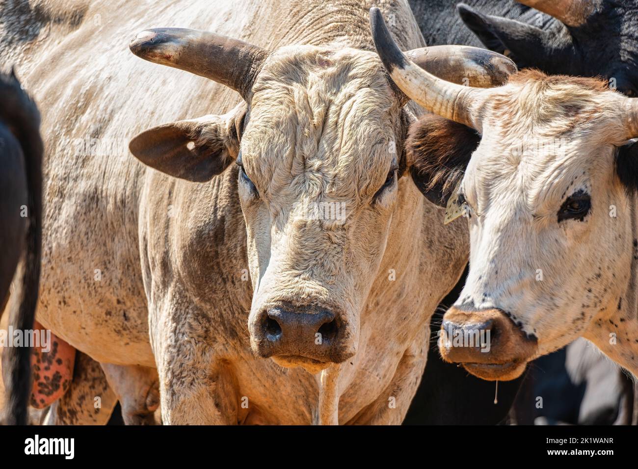 Bull and a steer waiting for the rodeo to start Stock Photo - Alamy