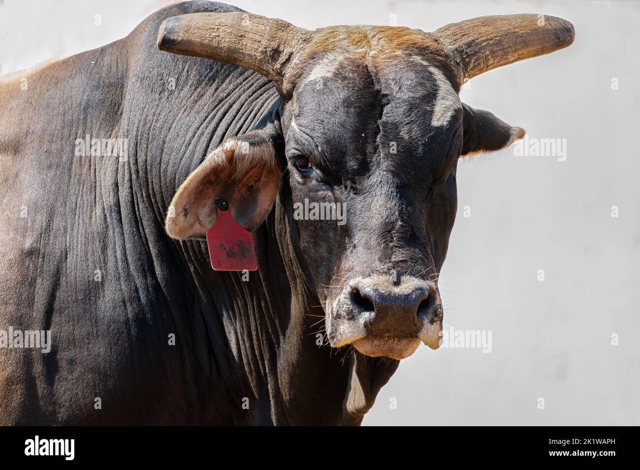 Brahman bull hi-res stock photography and images - Alamy