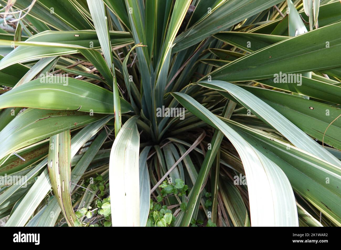 New zealand flax leaves hi-res stock photography and images - Alamy