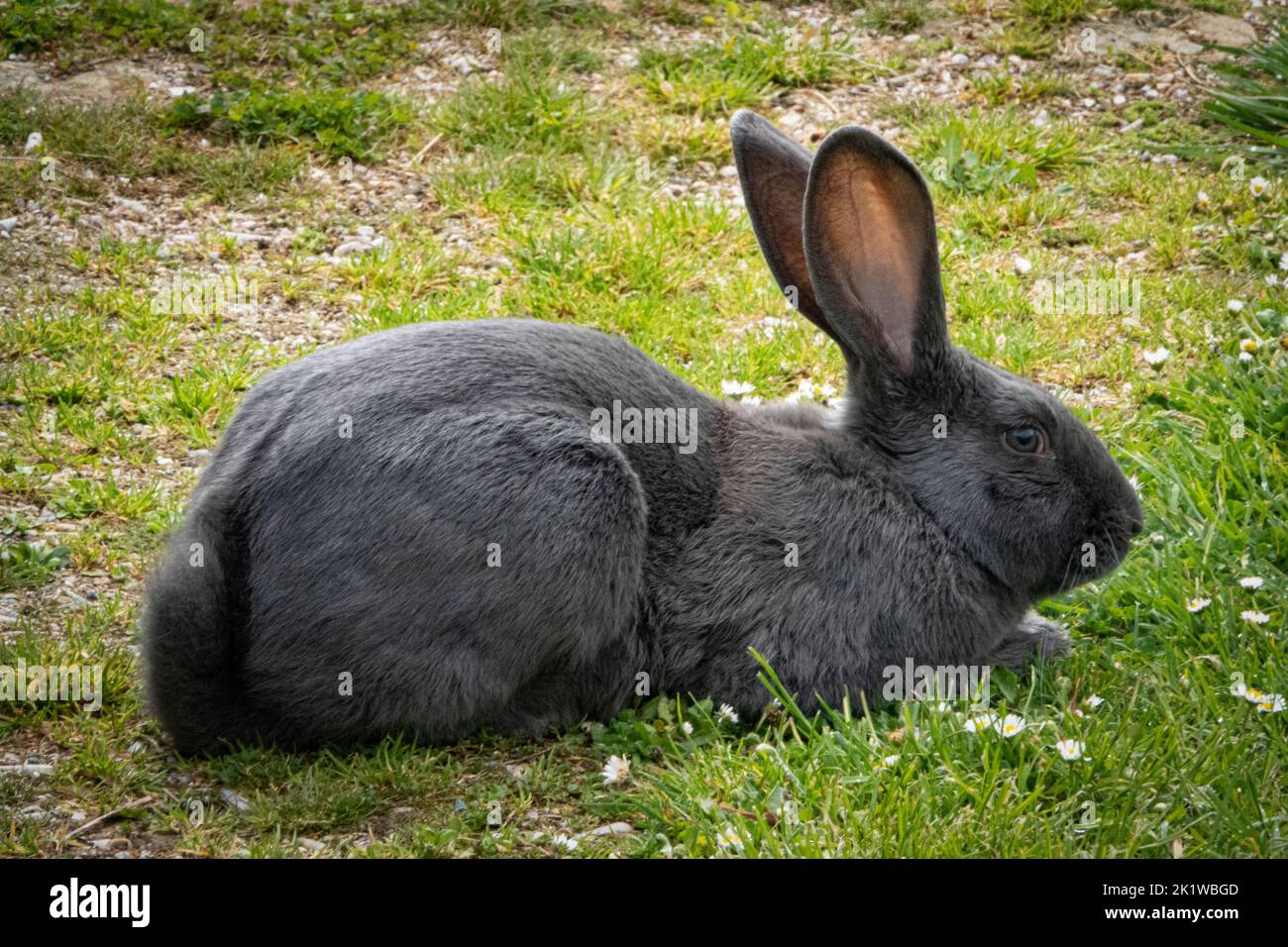 Grey rabbit hi-res stock photography and images - Alamy