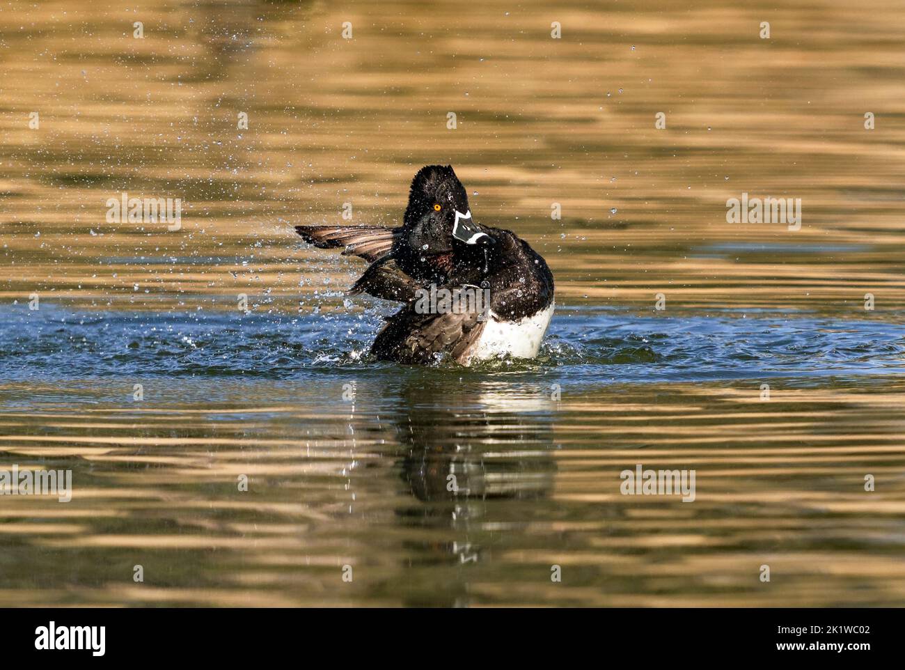 A Ring-necked Duck, dunking himself in and out of water, splashing ...