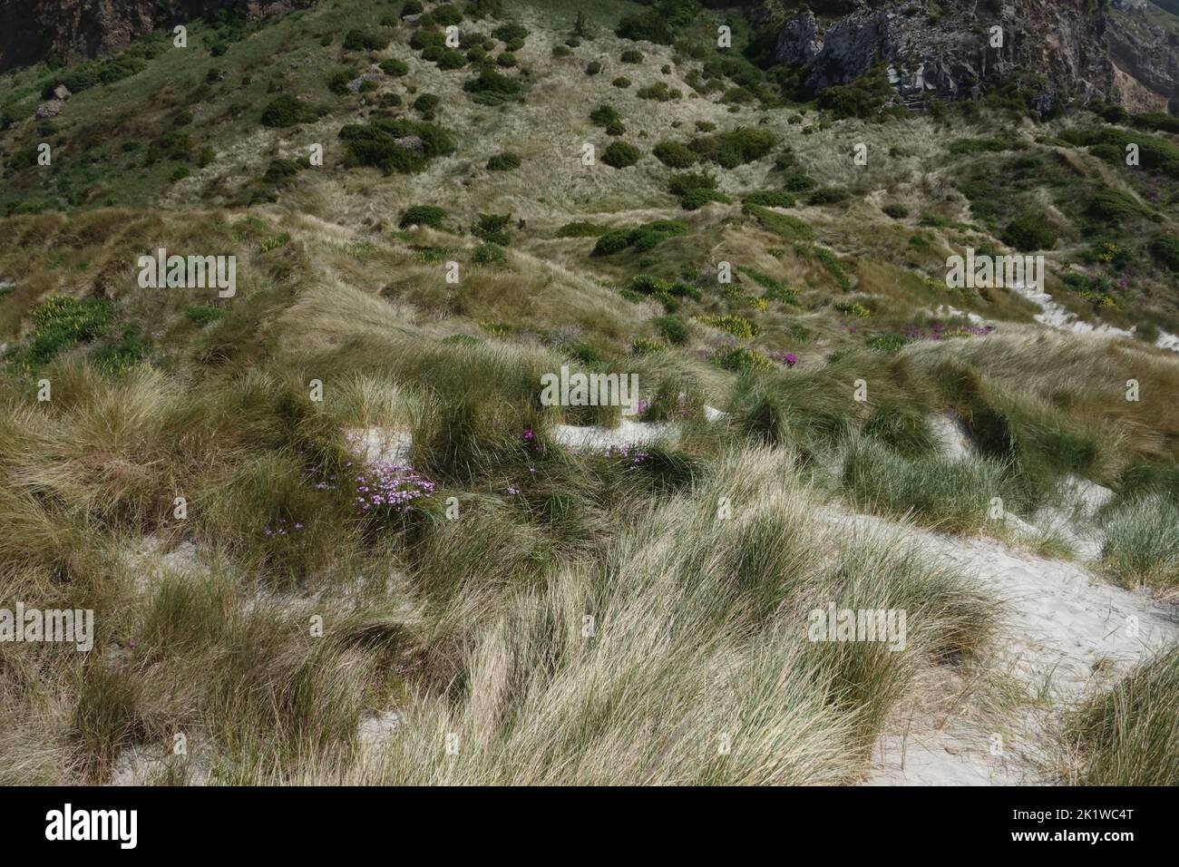 Aramoana hi-res stock photography and images - Alamy