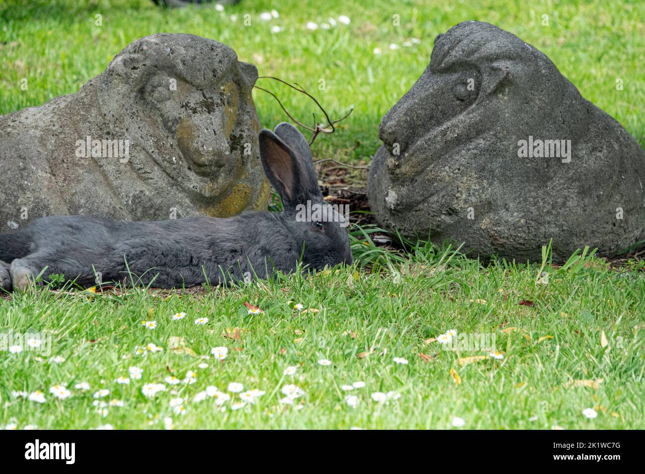 Sheep rabbit hi-res stock photography and images - Alamy