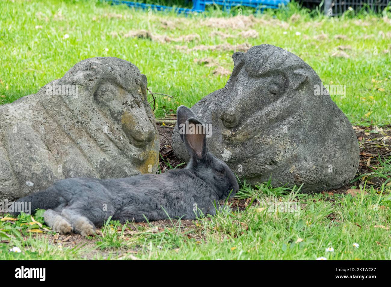 Sheep rabbit hi-res stock photography and images - Alamy