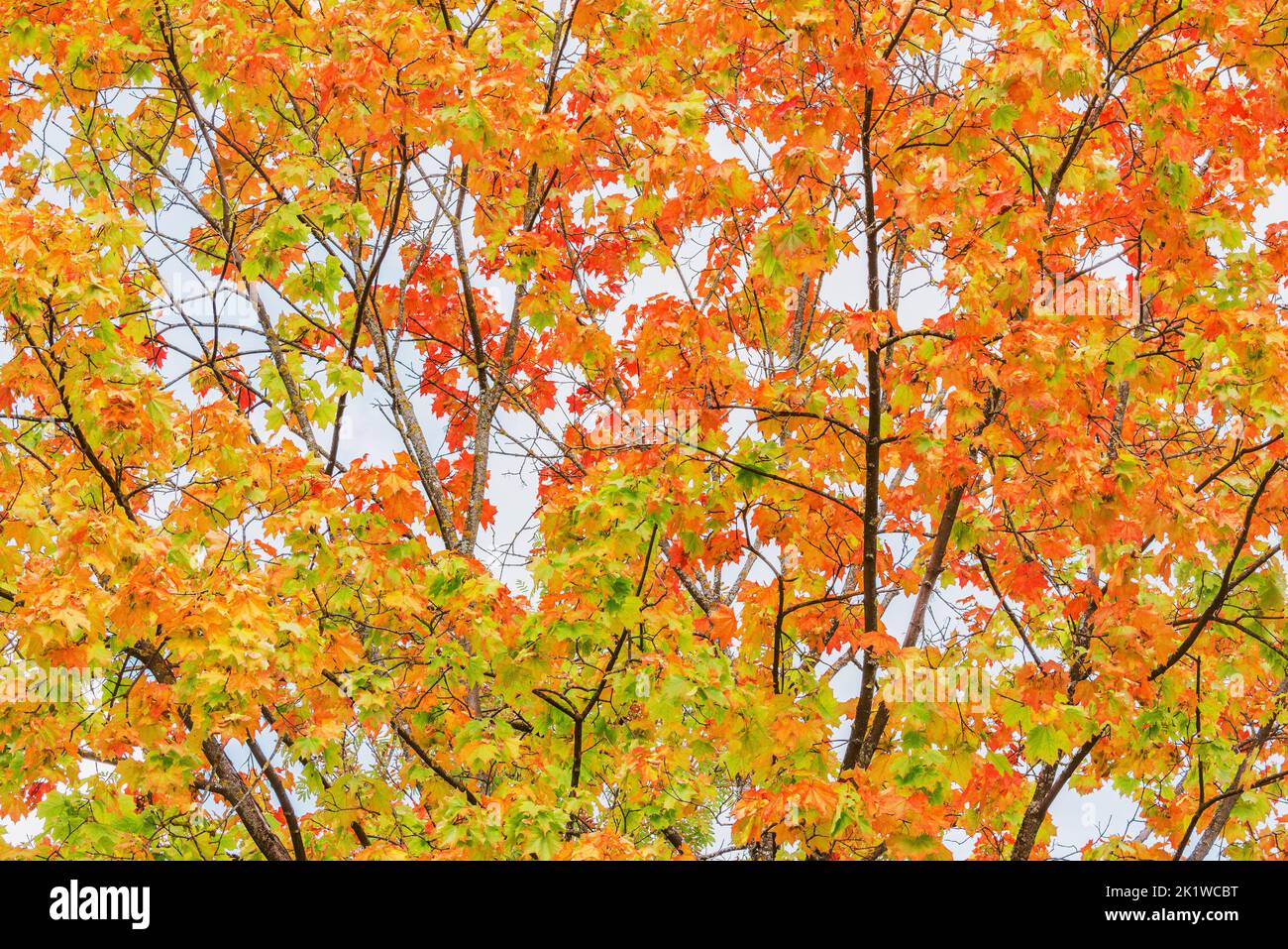 Maple tree in the city park at autumn day time Stock Photo - Alamy