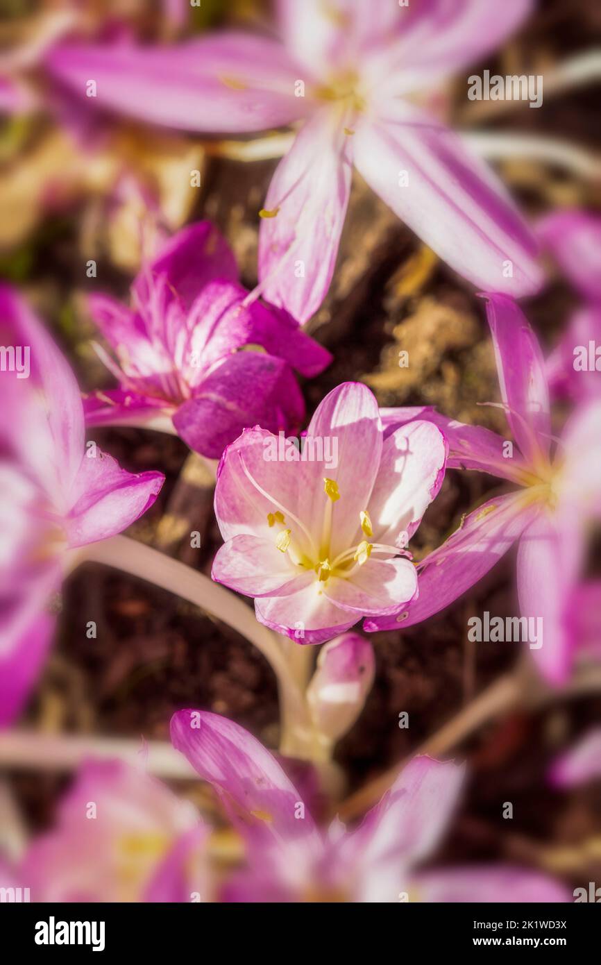 Delightful Colchicum speciosum ‘Atrorubens’, giant meadow saffron ...