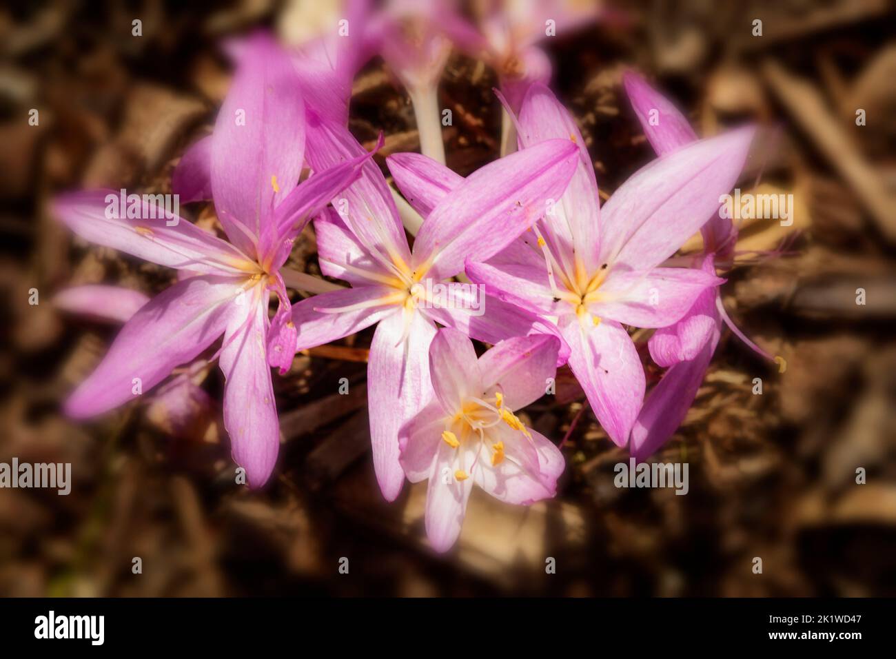 Delightful Colchicum speciosum ‘Atrorubens’, giant meadow saffron ...