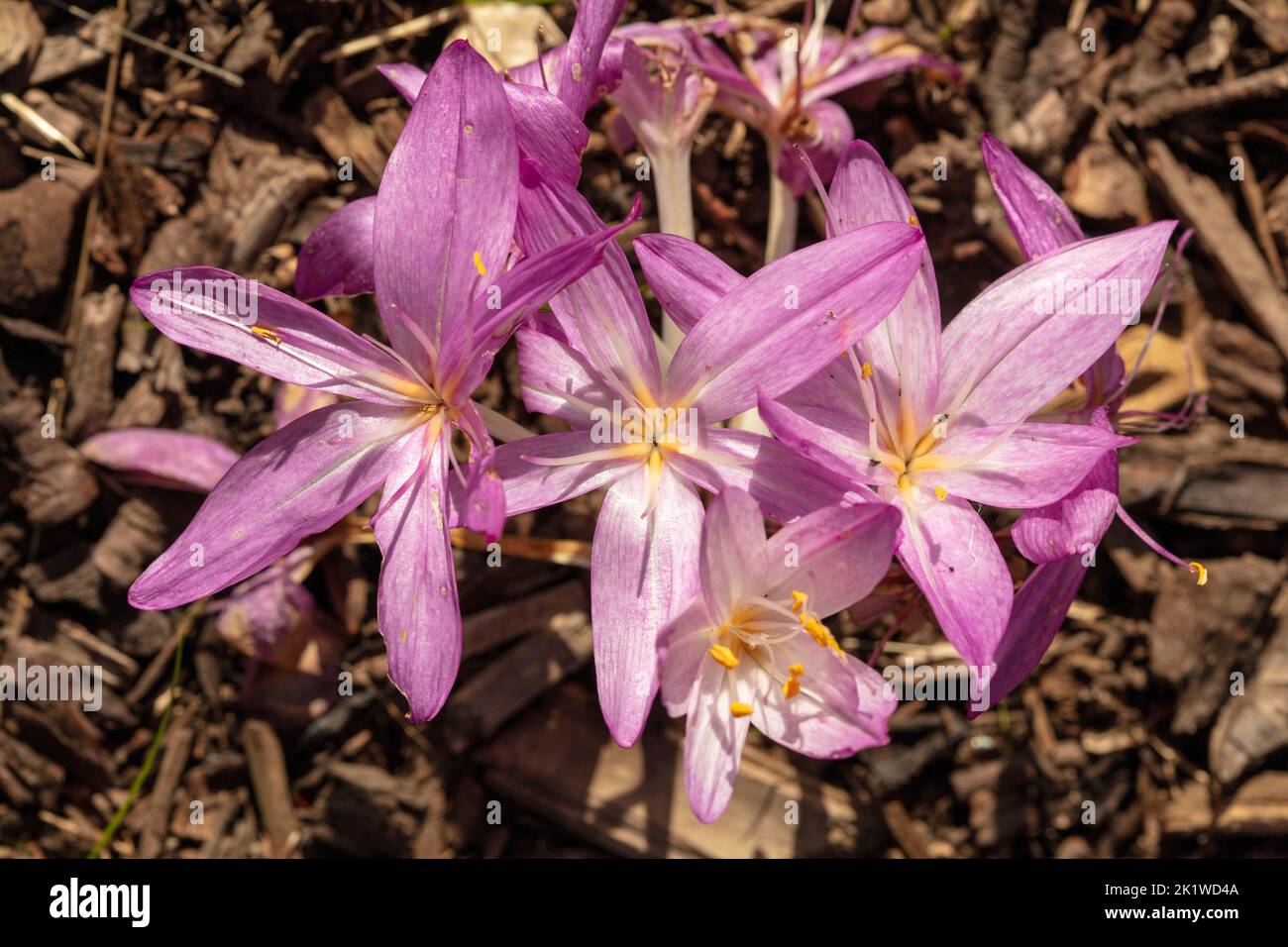 Delightful Colchicum speciosum ‘Atrorubens’, giant meadow saffron ...