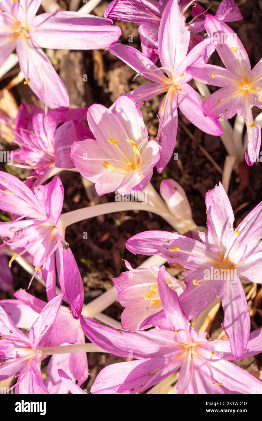 Delightful Colchicum speciosum ‘Atrorubens’, giant meadow saffron ...