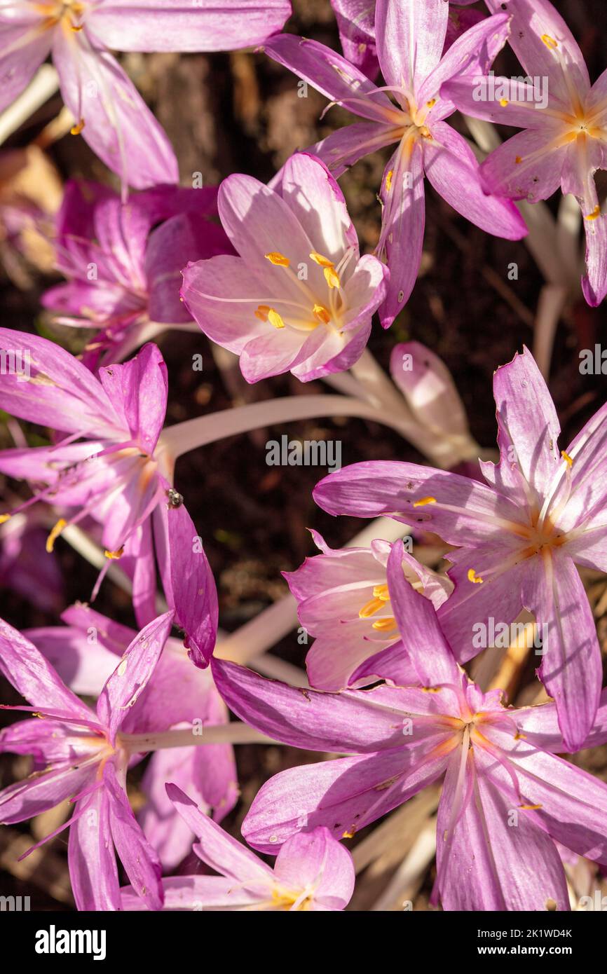 Delightful Colchicum speciosum ‘Atrorubens’, giant meadow saffron ...