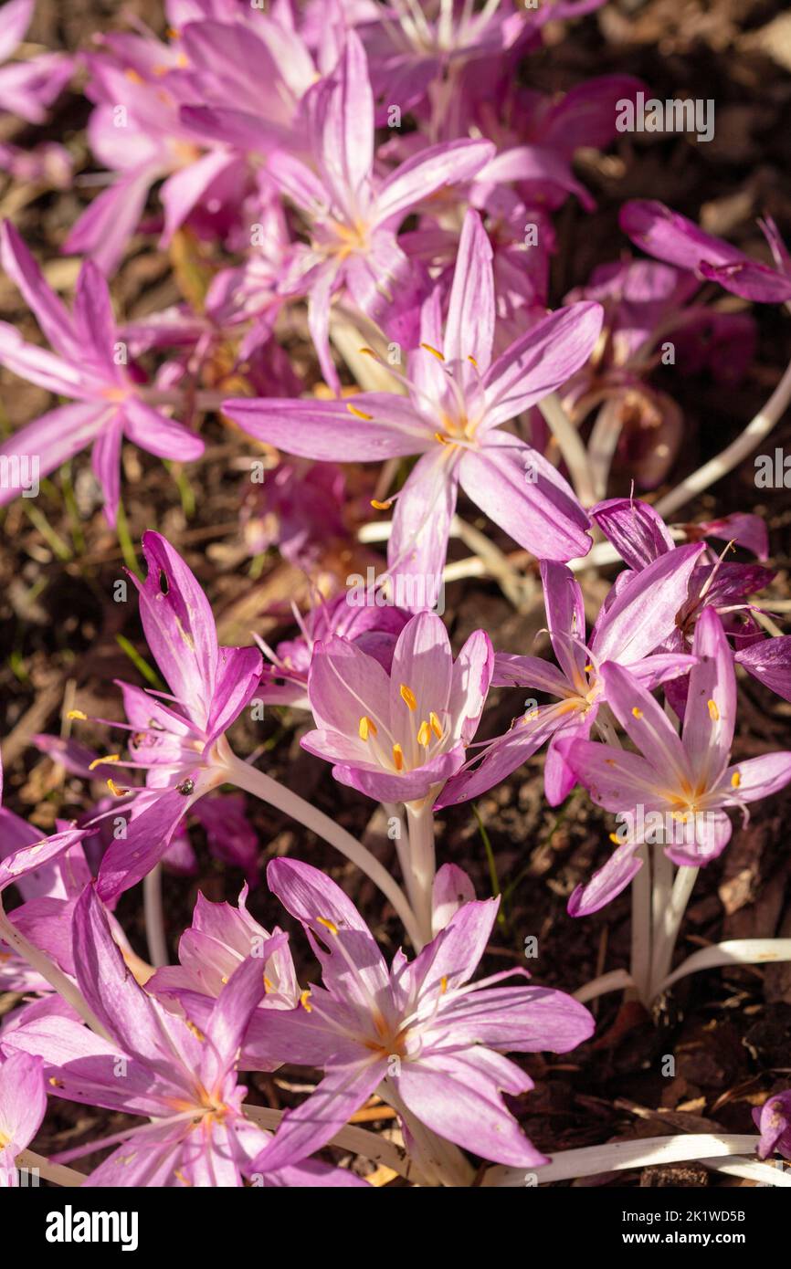 Delightful Colchicum speciosum ‘Atrorubens’, giant meadow saffron ...