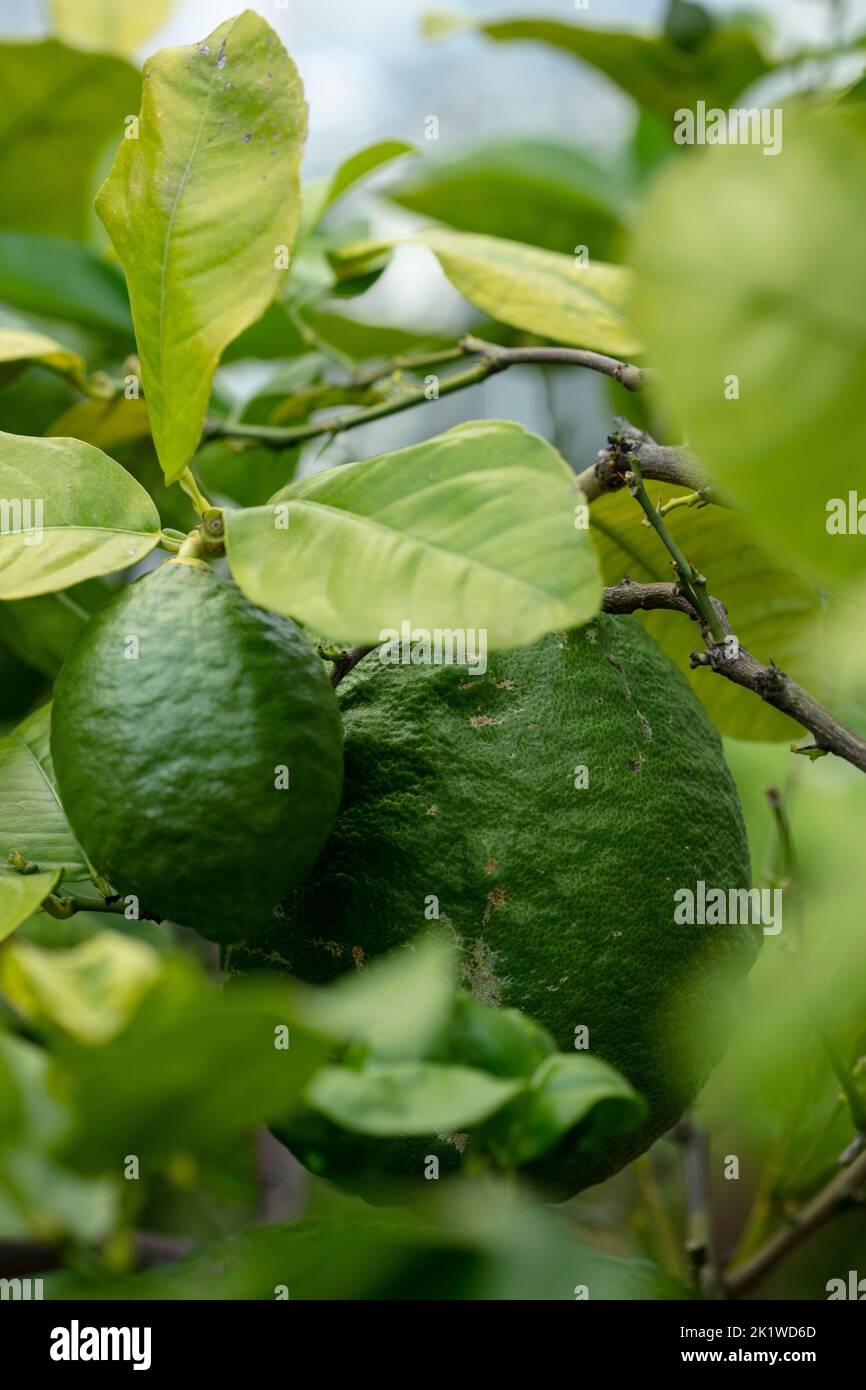Citrus Medica, close up fruit portrait Stock Photo - Alamy