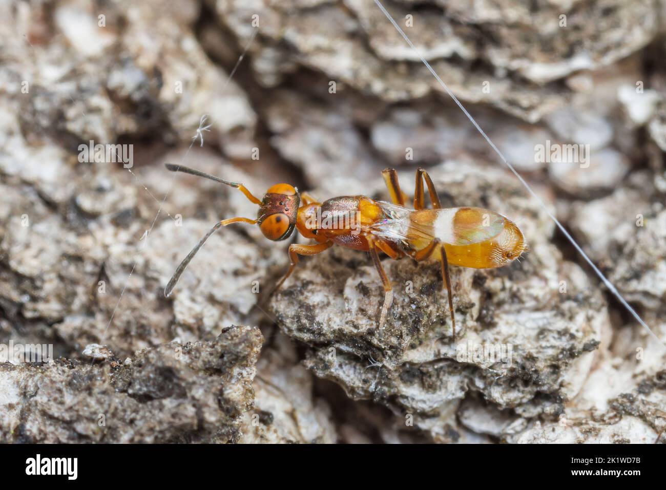 A female Eupelmid Wasp (Anastatus semiflavidus), an egg parasitoid ...