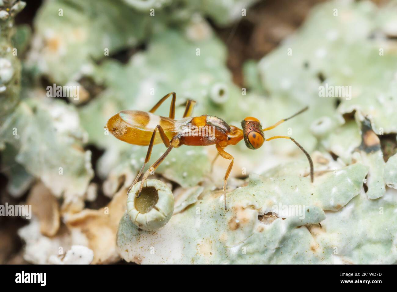 A female Eupelmid Wasp (Anastatus semiflavidus), an egg parasitoid ...