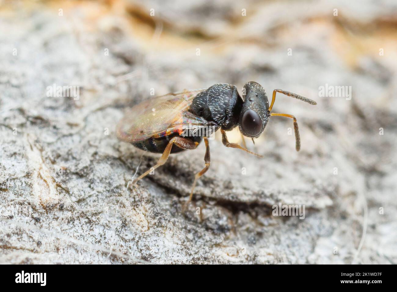 Pteromalid Wasp (Pteromalinae) - Female Stock Photo - Alamy