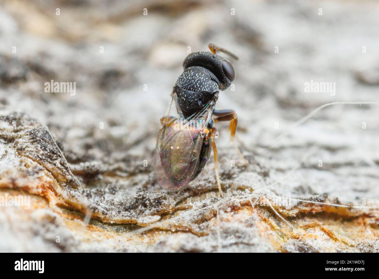 A female Pteromalid Wasp (Pteromalinae) oviposits in the bark of a tree Stock Photo - Alamy