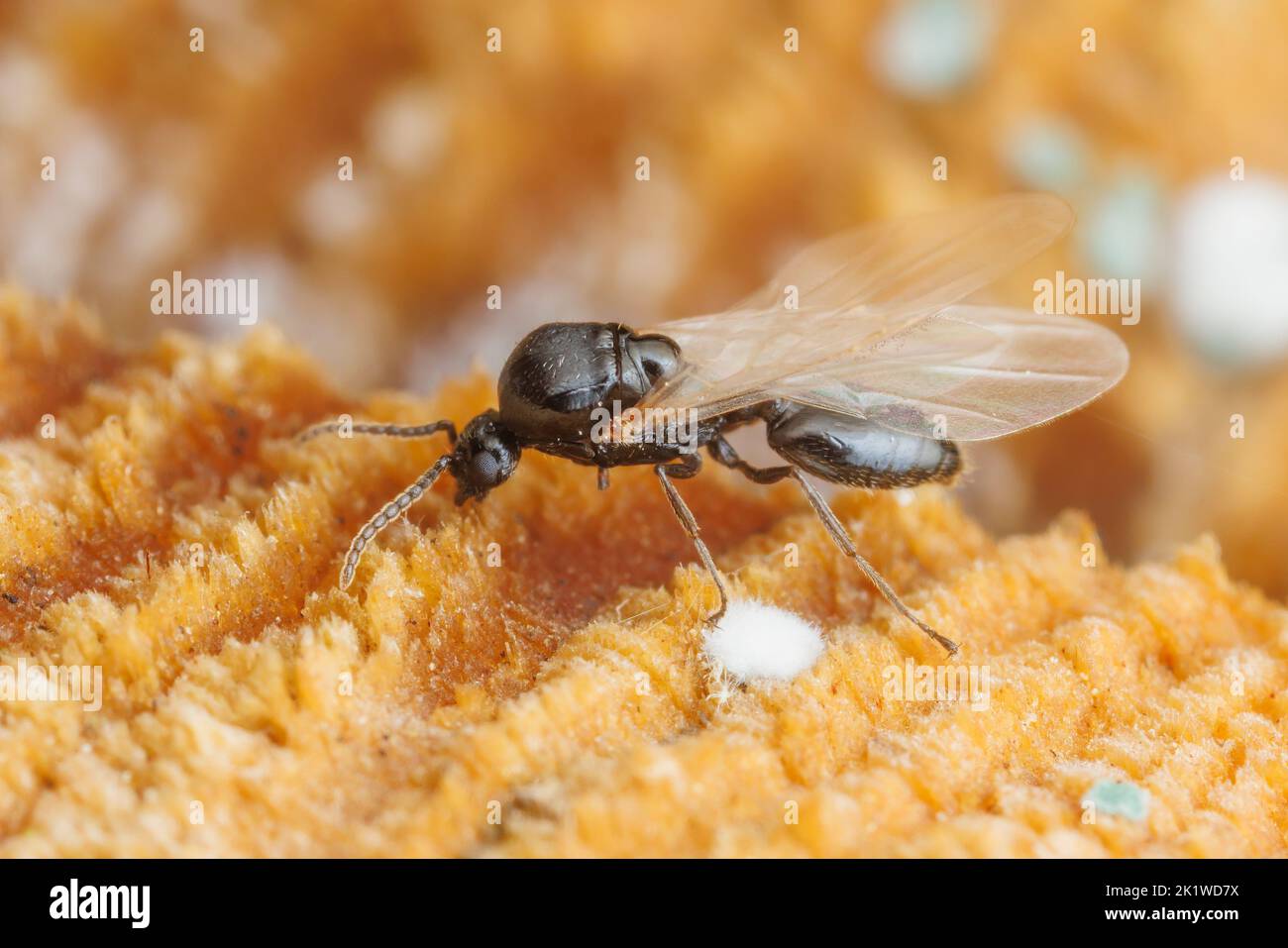 Acrobat Ant (Crematogaster sp.) - Male Stock Photo - Alamy
