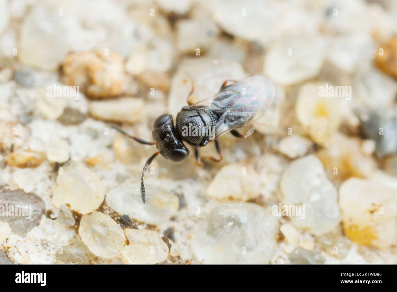 Scelionid Wasp (Scelionidae Stock Photo - Alamy