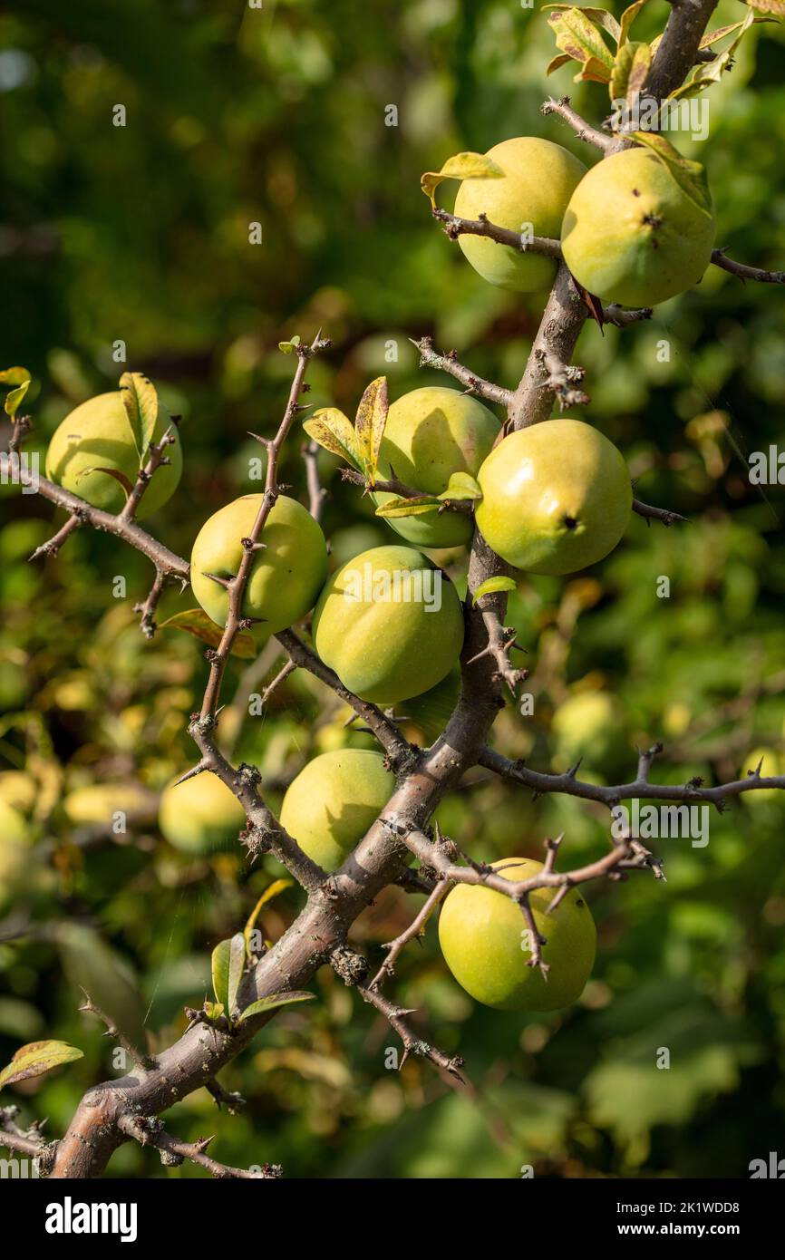 Chaenomeles Cathayensis ‘Chinese Flowering Quince’. Natural close up ...
