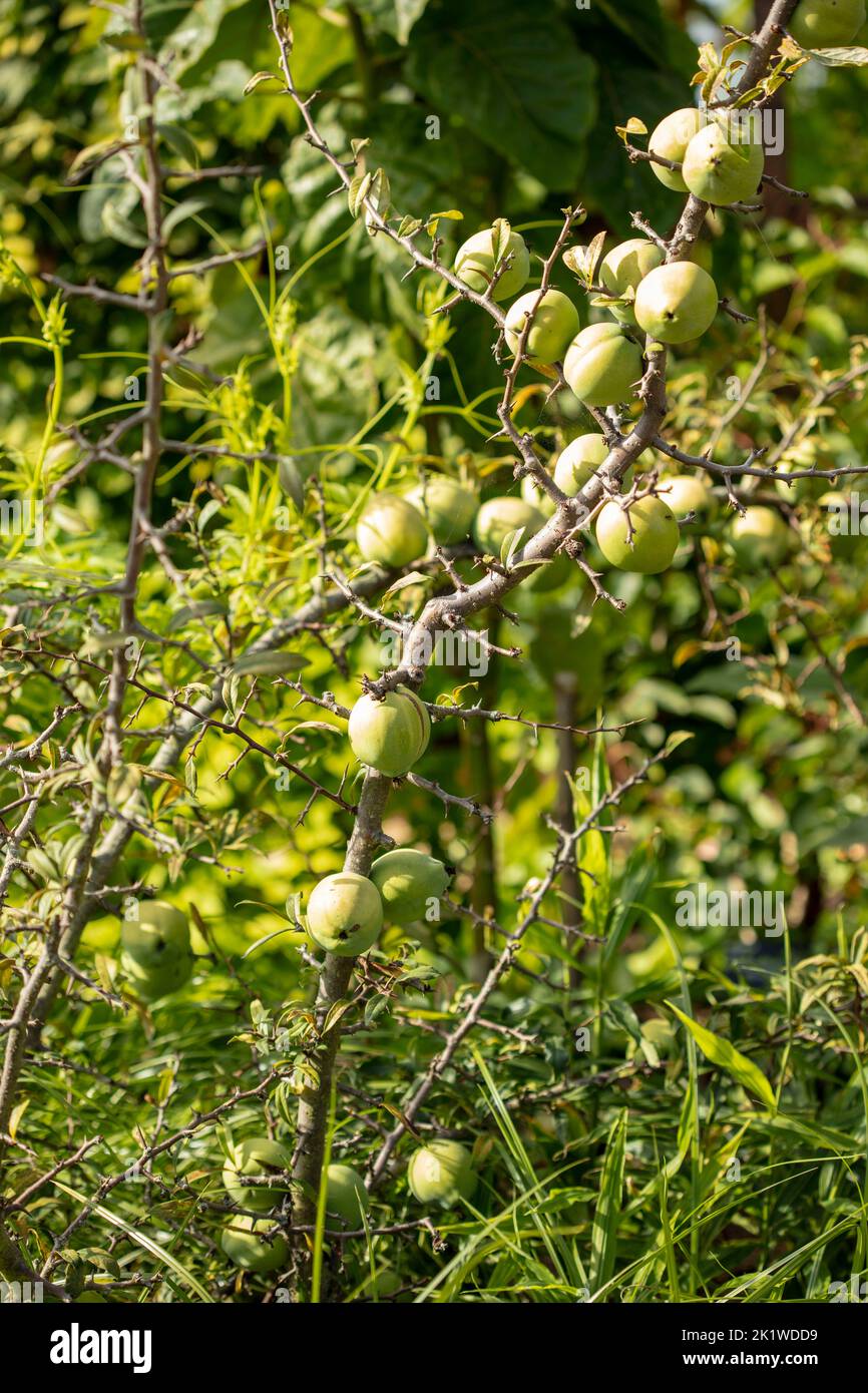 Chaenomeles Cathayensis ‘Chinese Flowering Quince’. Natural close up ...