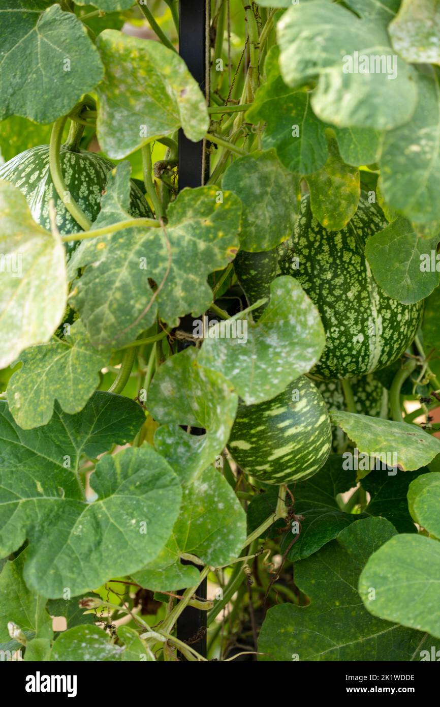Close-up food portrait of Cucurbita ficifolia, fig-leaf gourd, Malabar ...