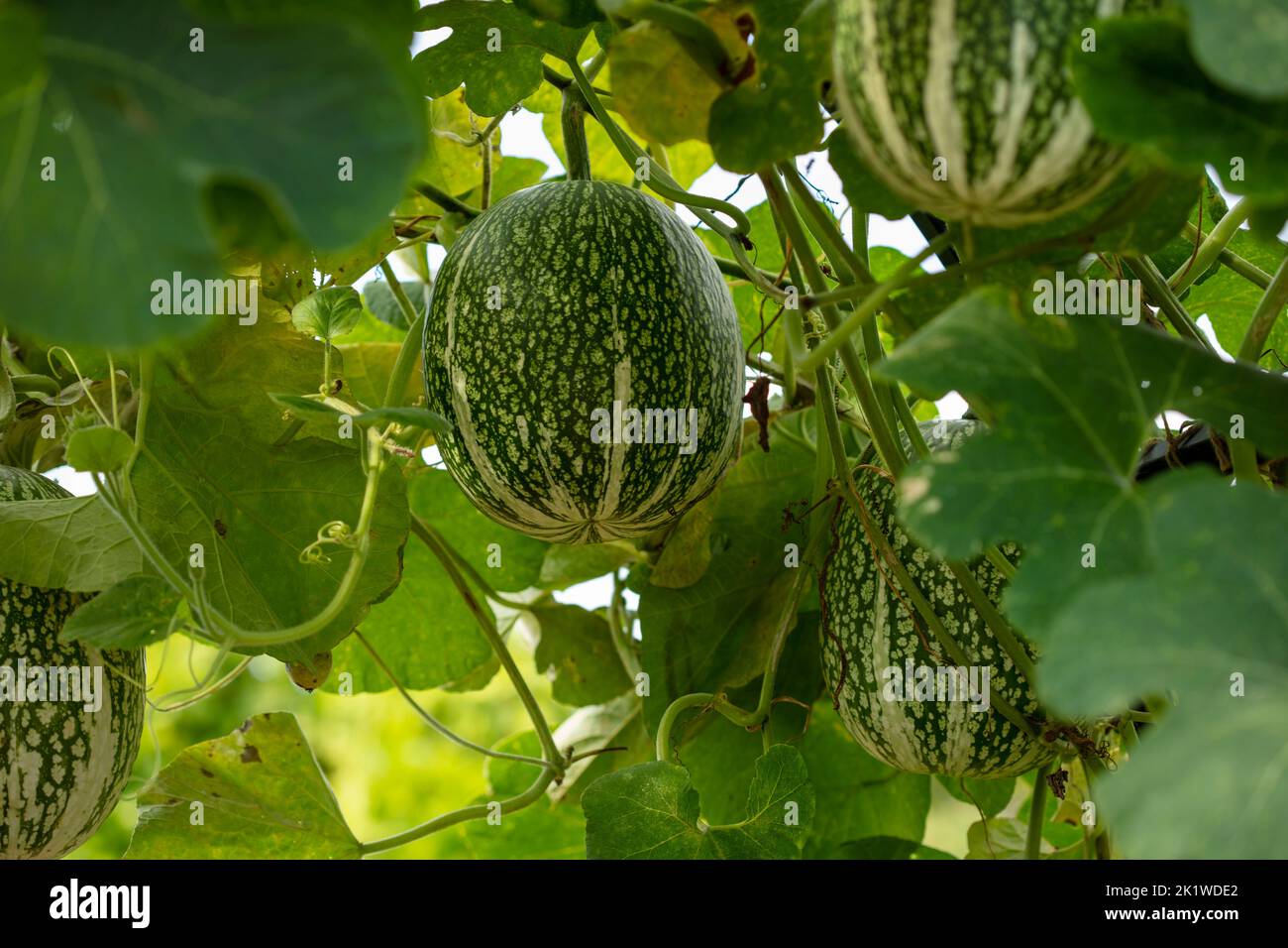 Close-up food portrait of Cucurbita ficifolia, fig-leaf gourd, Malabar ...