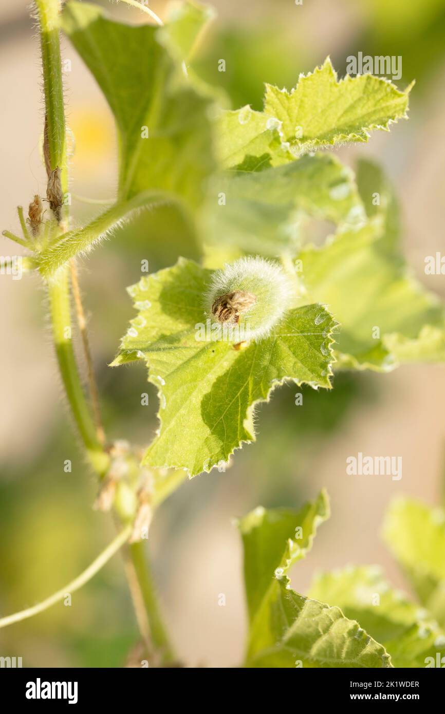 Melon ogen hi-res stock photography and images - Alamy