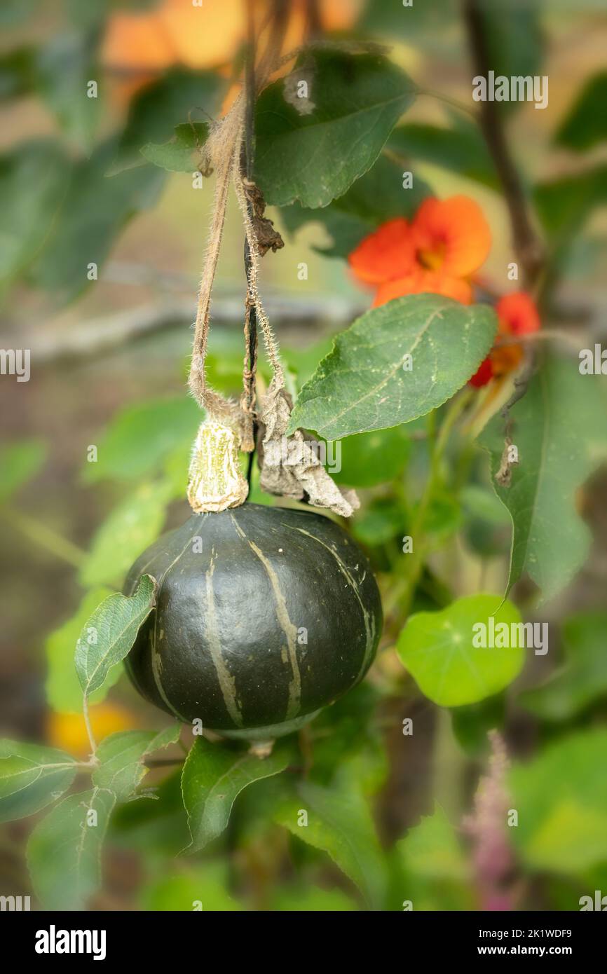 Delightful Squash Bon Bon, natural close-up plant portrait Stock Photo ...
