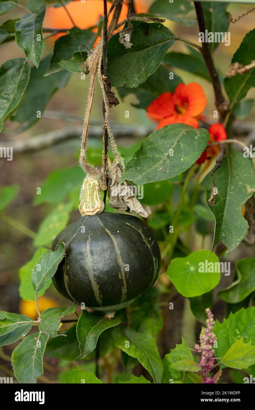 Delightful Squash Bon Bon, natural close-up plant portrait Stock Photo ...