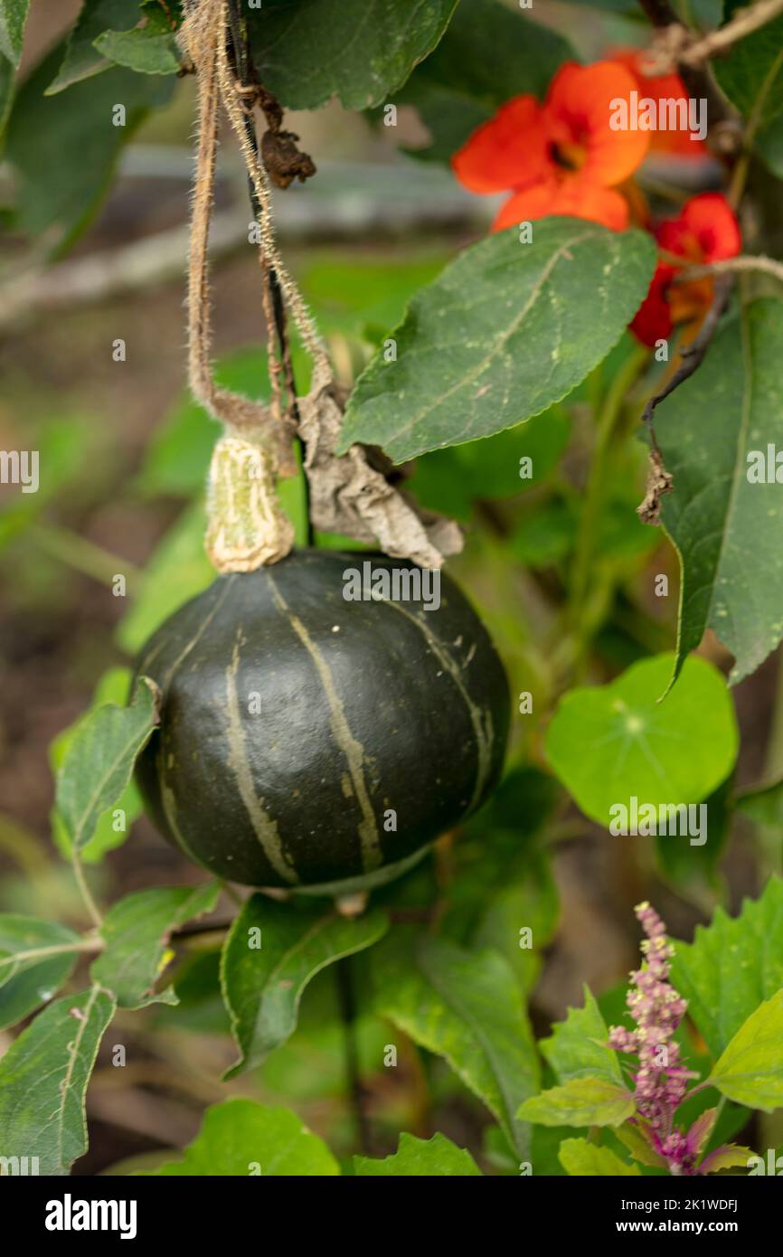 Delightful Squash Bon Bon, natural close-up plant portrait Stock Photo ...