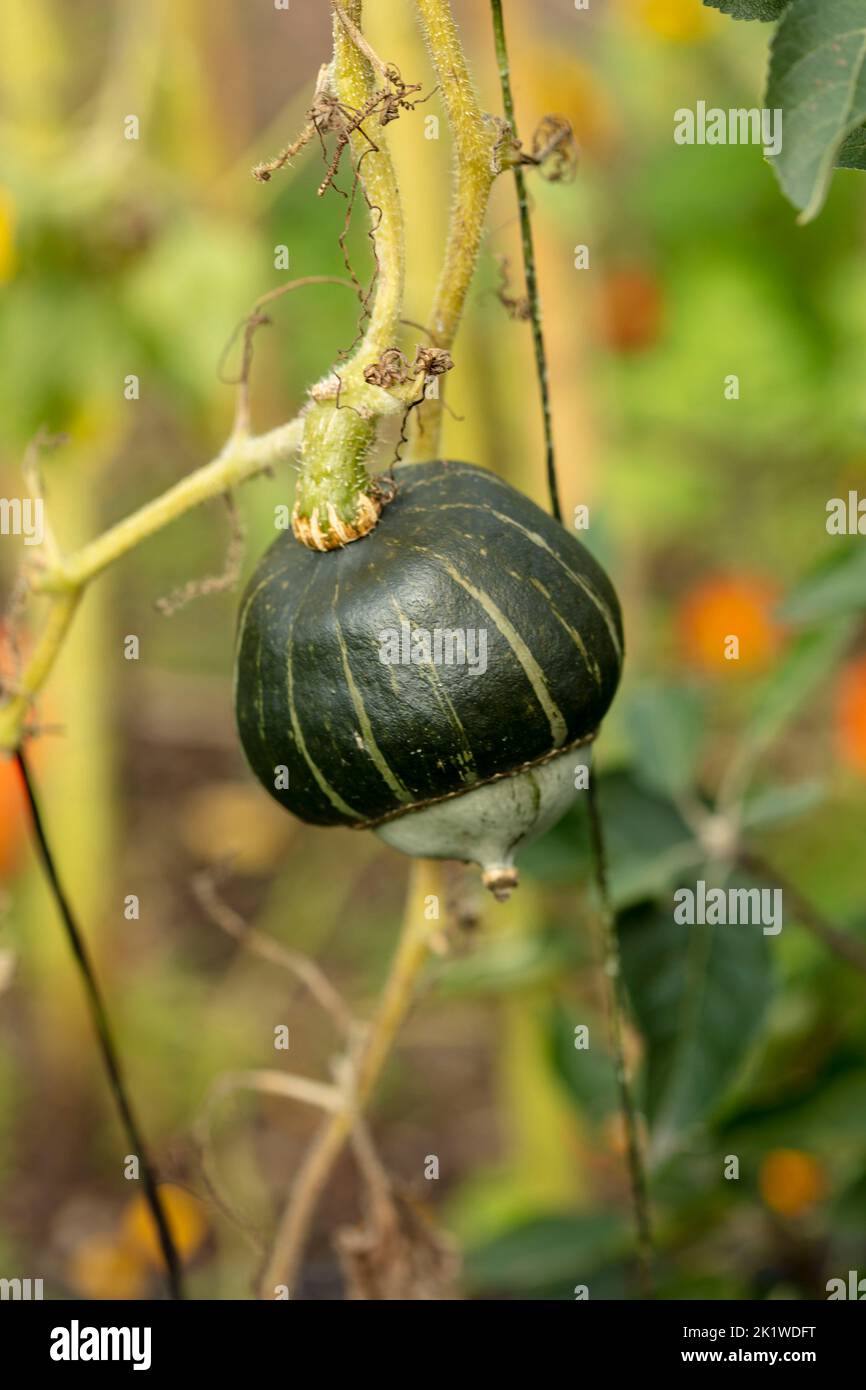 Delightful Squash Bon Bon, natural close-up plant portrait Stock Photo ...