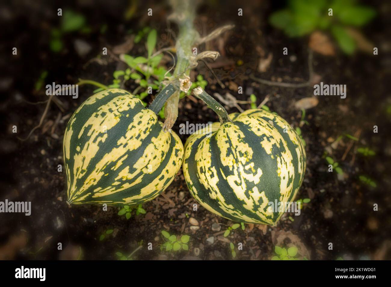 Squash Harlequin, Cucurbita maxima ‘Harlequin’, close up plant portrai ...