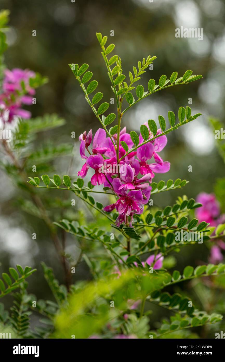 Bushy and beautiful Indigofera heterantha, Himalayan indigo, Indigofera ...