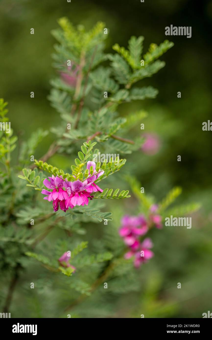 Bushy and beautiful Indigofera heterantha, Himalayan indigo, Indigofera ...