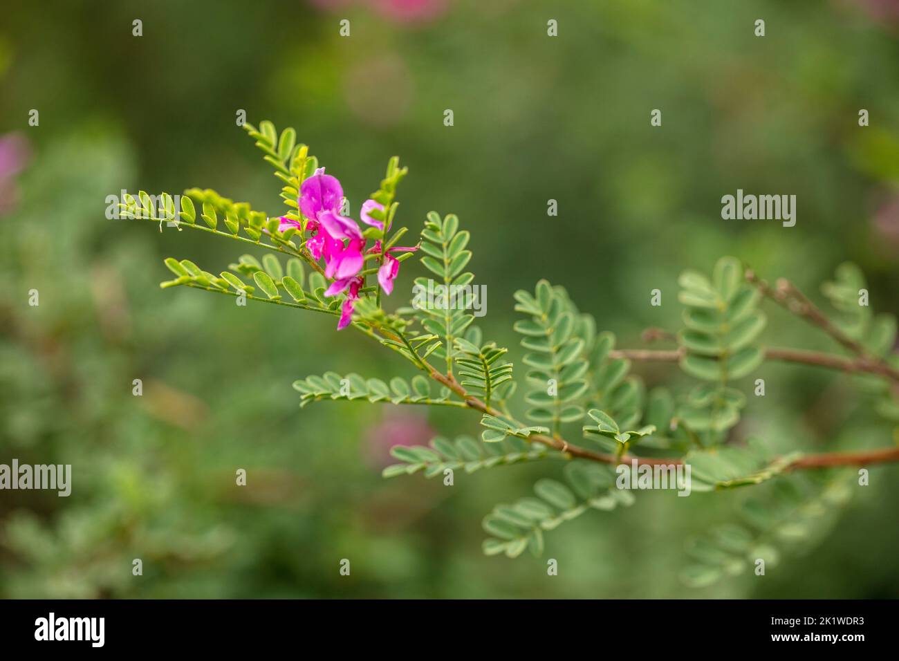 Bushy and beautiful Indigofera heterantha, Himalayan indigo, Indigofera ...