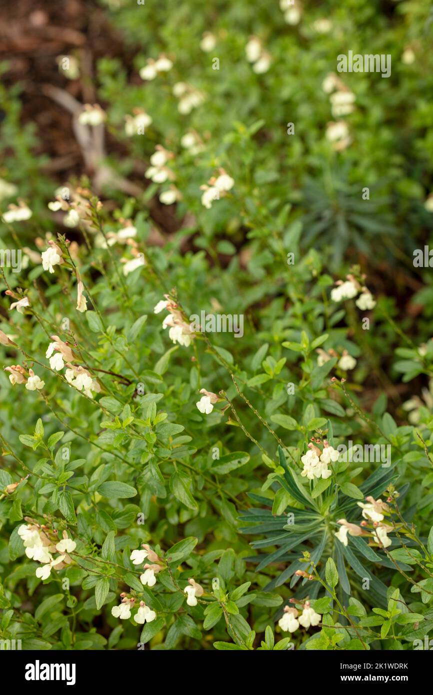 Natural close-up plant portrait of Salvia Jamensis ‘La Luna’ Stock ...