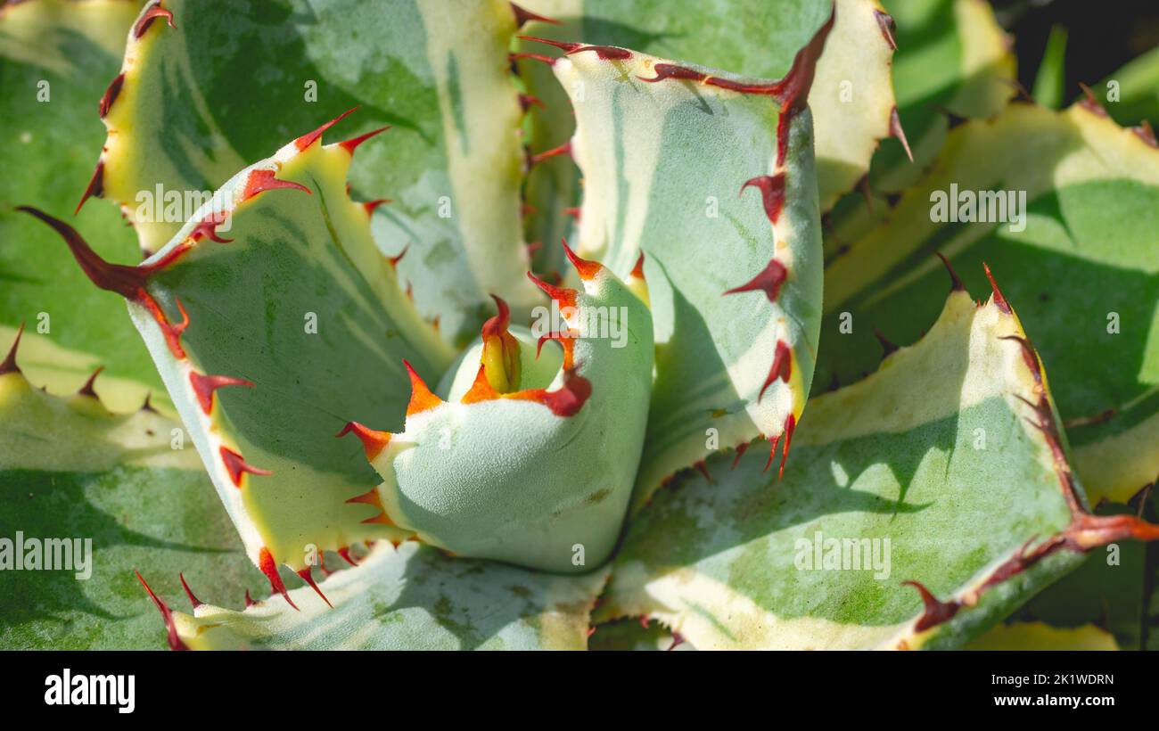 Detail closeup of Agave potatorum kishokan. beautiful succulent plant ...