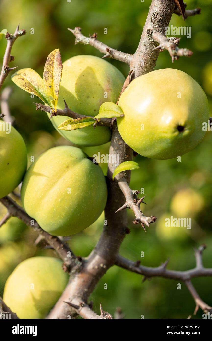 Sunny Chaenomeles Cathayensis ‘Chinese Flowering Quince’ fruiting Stock ...
