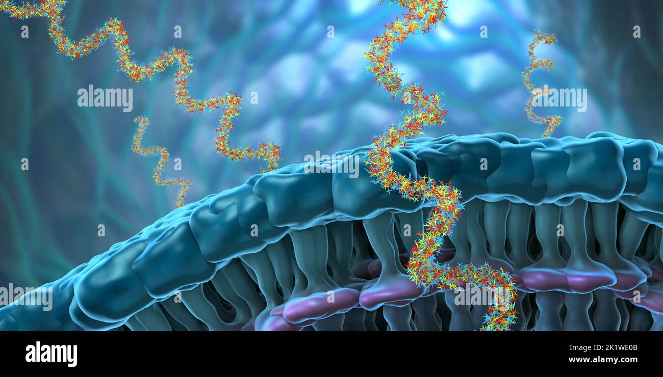Ribonucleic acid strands, illustration Stock Photo - Alamy