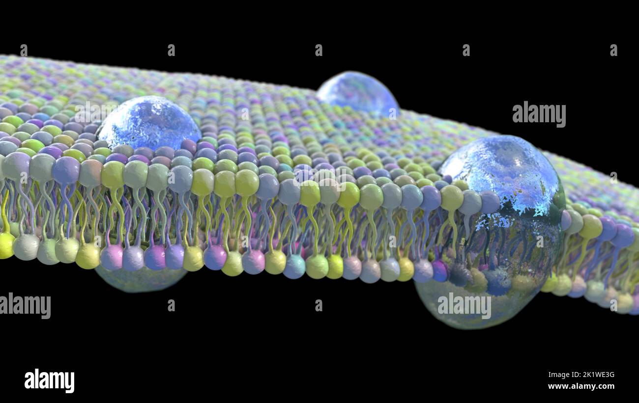Cell membrane lipid bilayer, illustration Stock Photo - Alamy