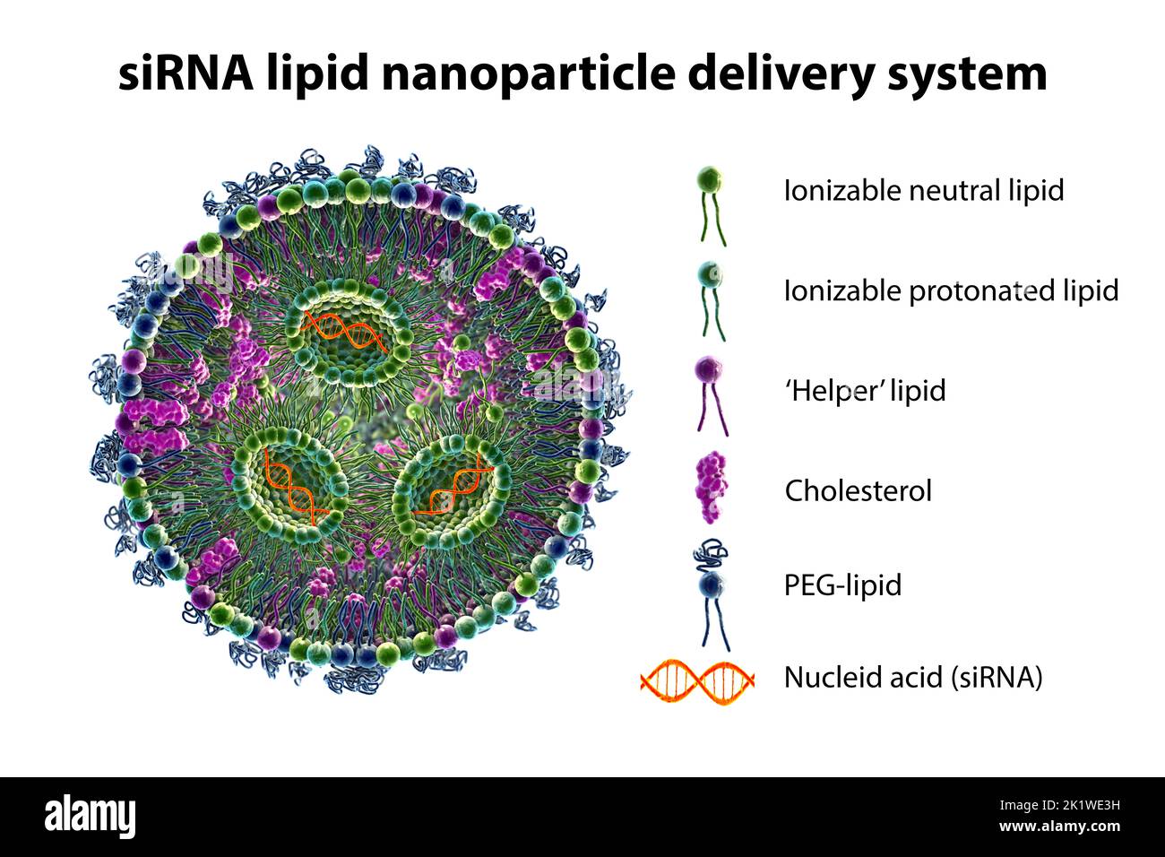 siRNA lipid nanoparticle antiviral, illustration Stock Photo - Alamy