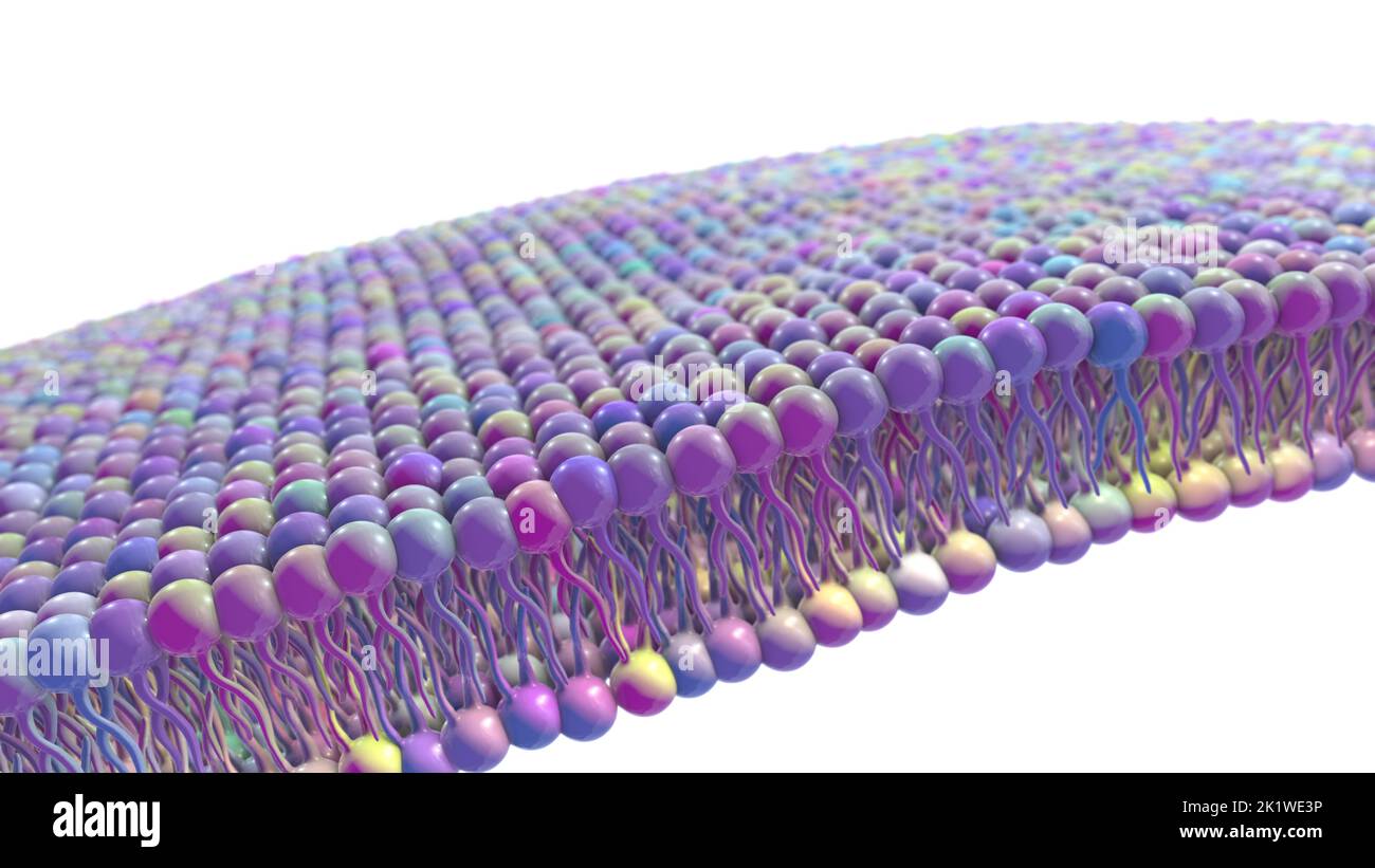Cell membrane lipid bilayer, illustration Stock Photo - Alamy