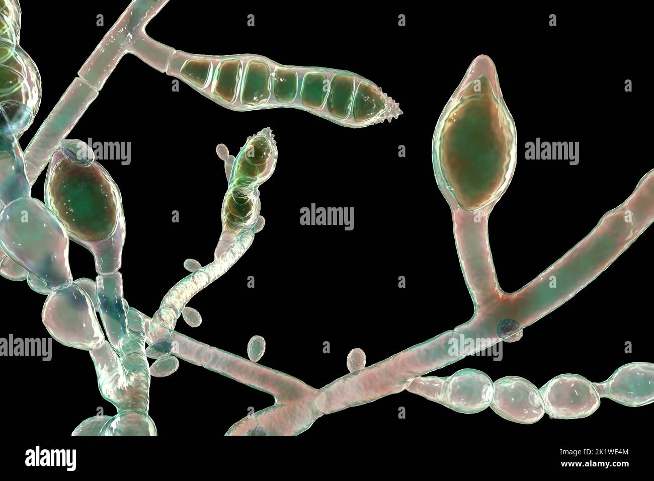 Microsporum audouinii fungus, illustration Stock Photo - Alamy