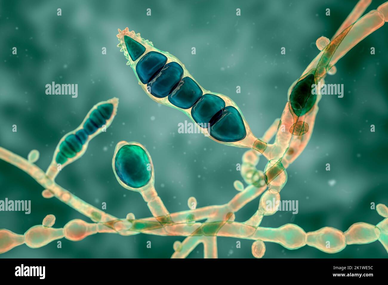 Chlamydoconidia