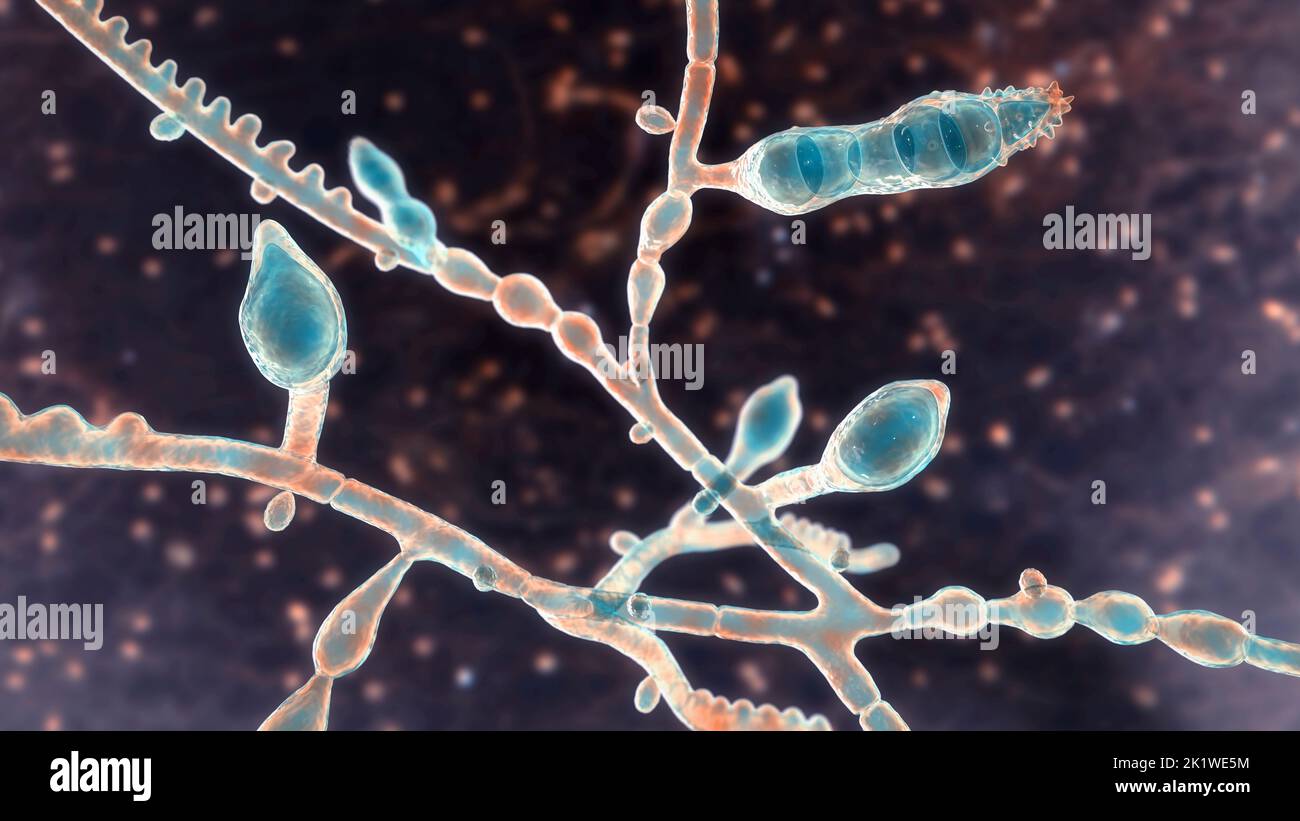 Racquet hyphae hi-res stock photography and images - Alamy