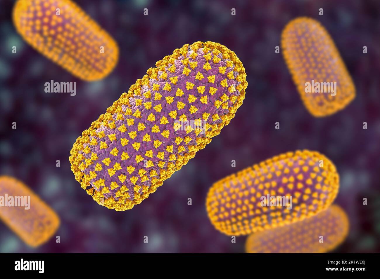 Rabies viruses, illustration Stock Photo - Alamy