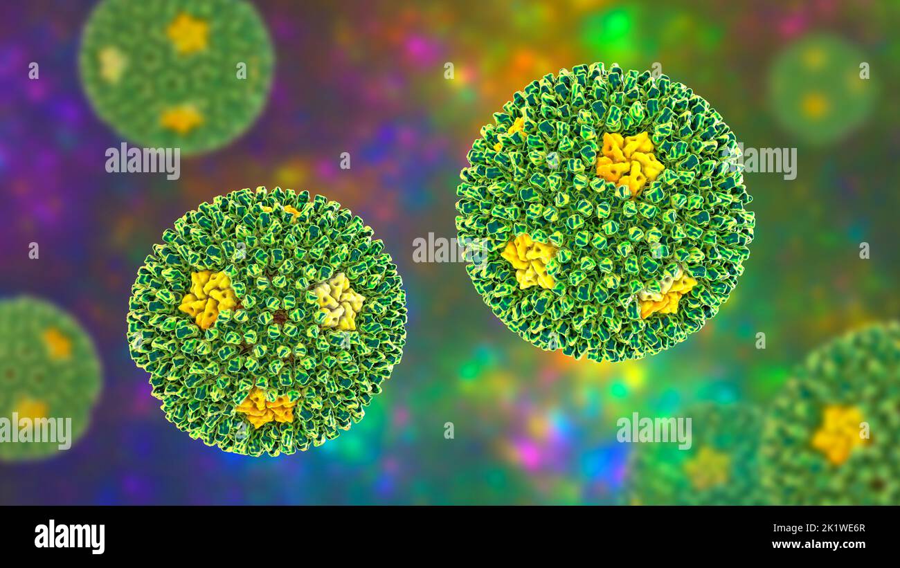 Reovirus hi-res stock photography and images - Alamy